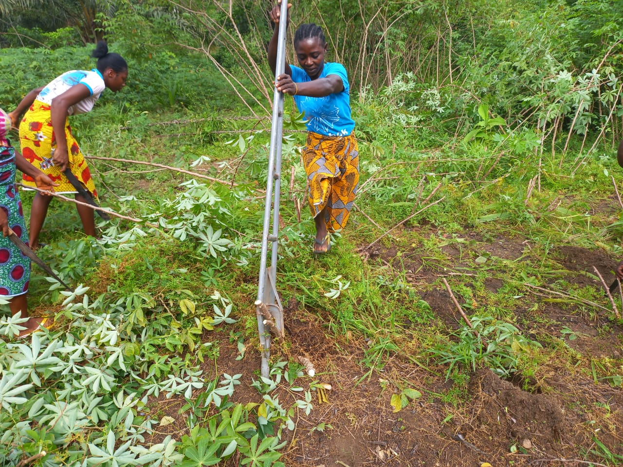 Innovative Cassava Harvesters introduced by CASTRAP generates positive ...